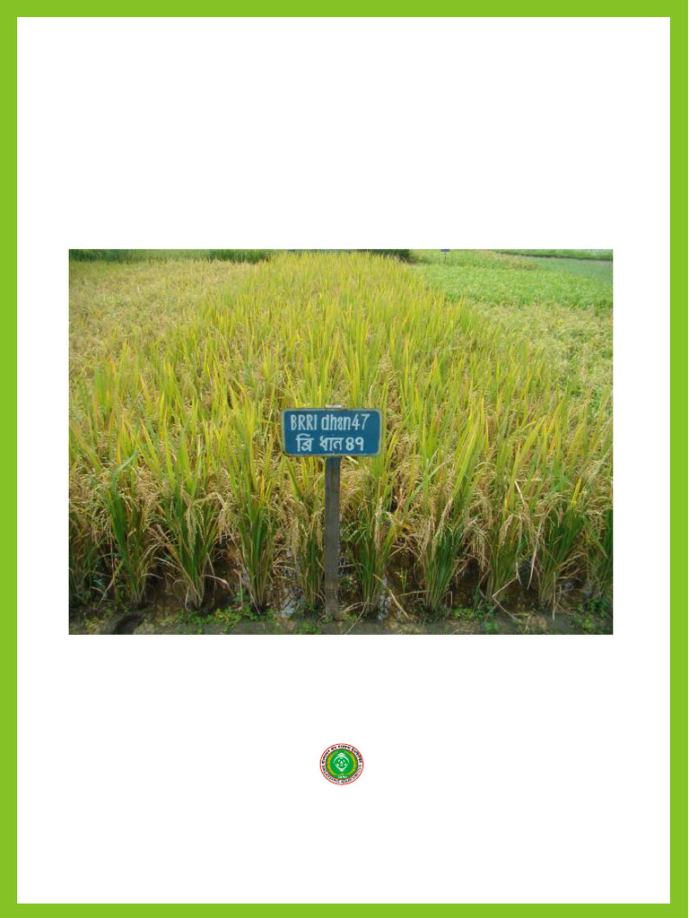 Optimum-Yield Rice | PDF