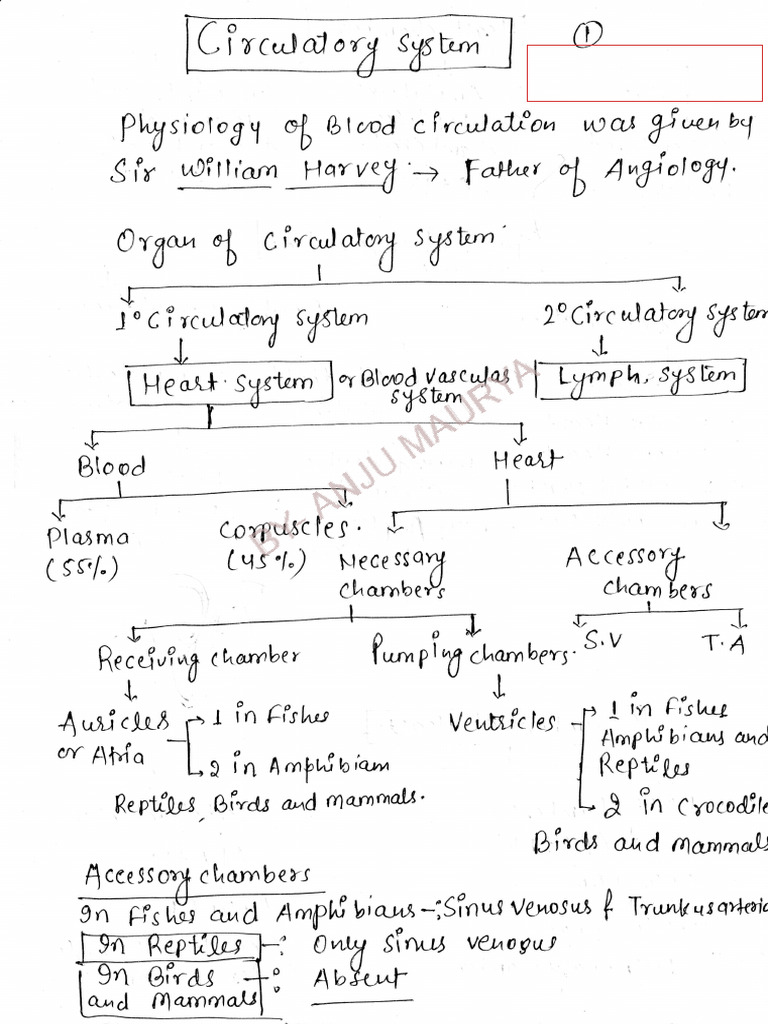 Circulatory System Lecture 1 - 14411550 - 2024 - 10 - 08 - 08 - 53 | PDF