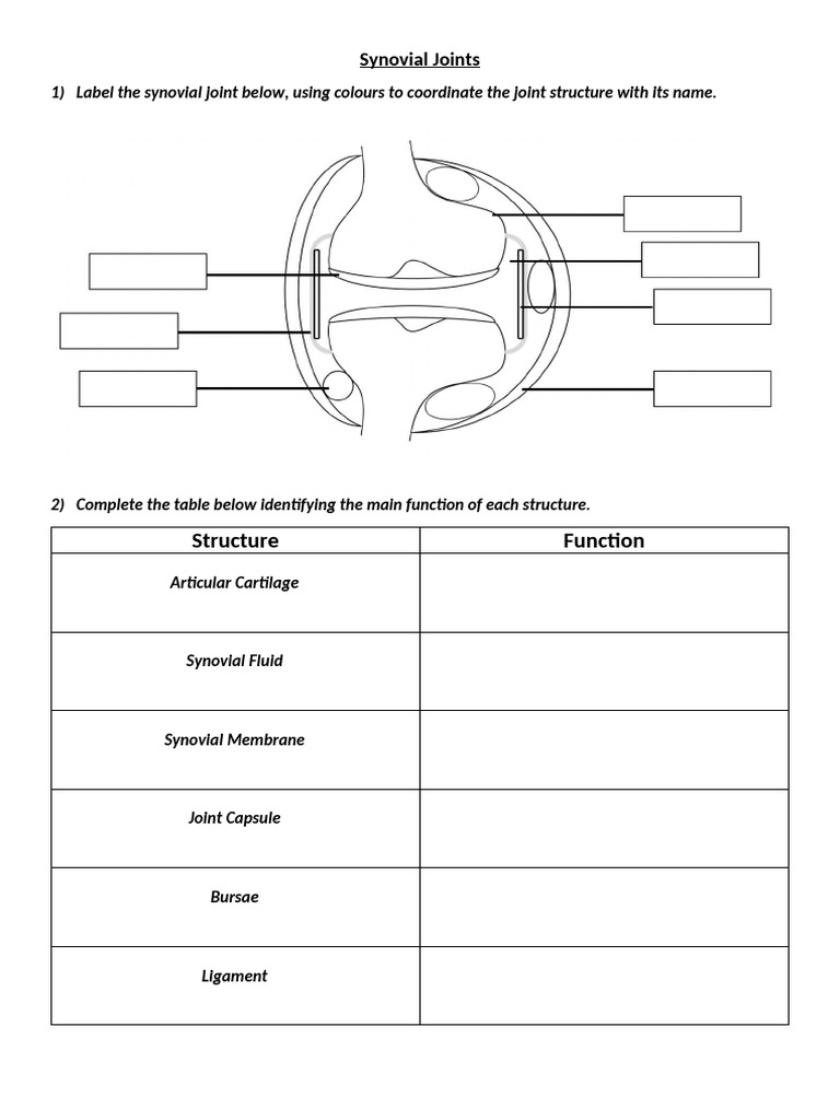 Synovial Joint Worksheet | PDF