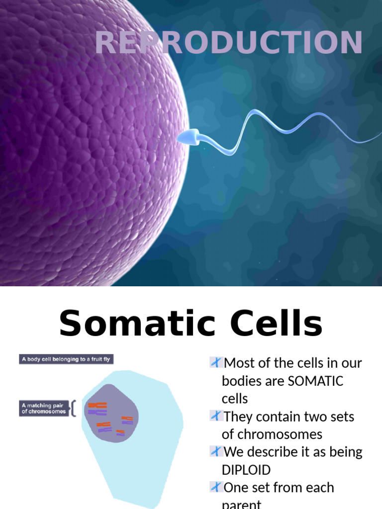 Igcse Reproduction | PDF | Fertilisation | Reproductive System