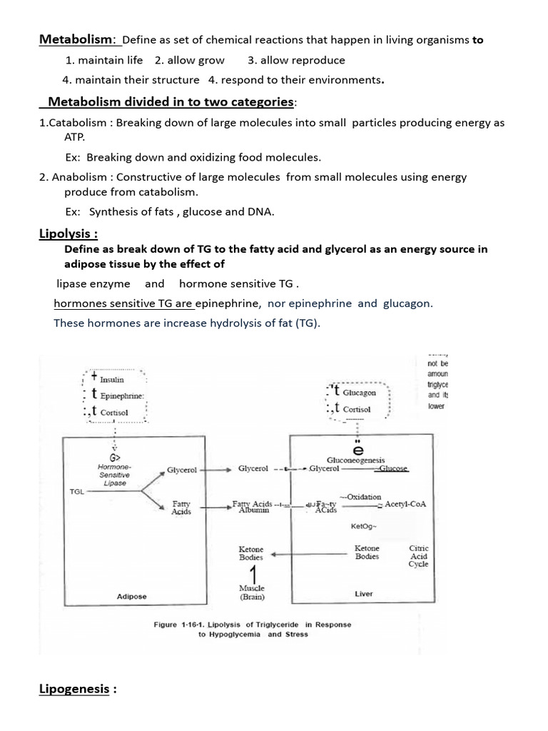 Biochemistry 6 Lipids Lec 4 | PDF | Ketosis | Adenosine Triphosphate