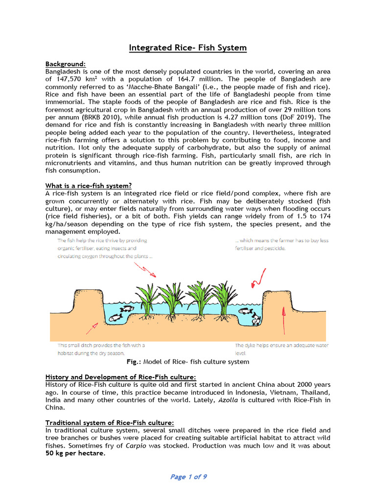 Integrated Rice - Fish System Class Note | PDF | Rice | Fertilizer