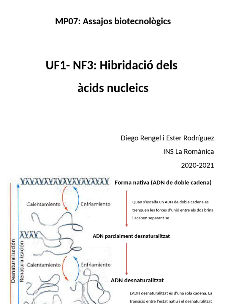 Hibridació Àcids Nucleics | PDF