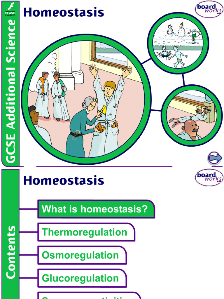 Lesson 11 Homeostasis | PDF | Homeostasis | Dehydration