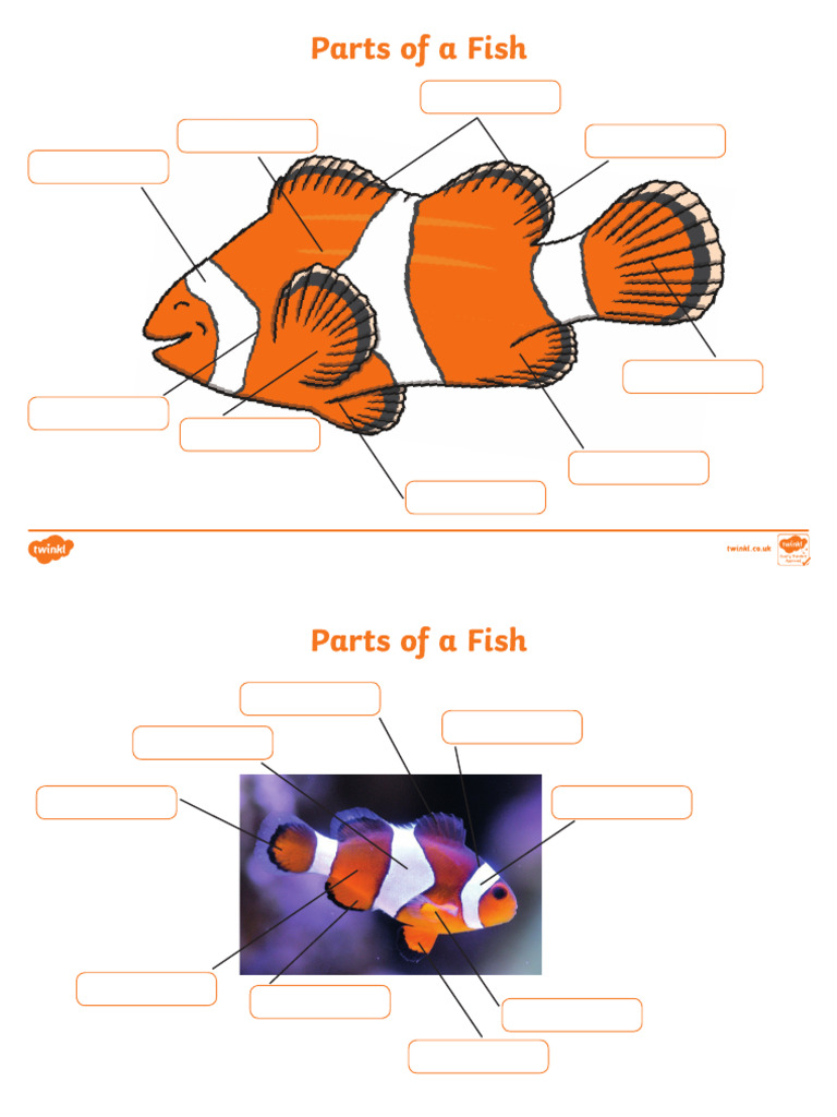 T T 5604 Parts of A Fish Labelling Sheets | PDF