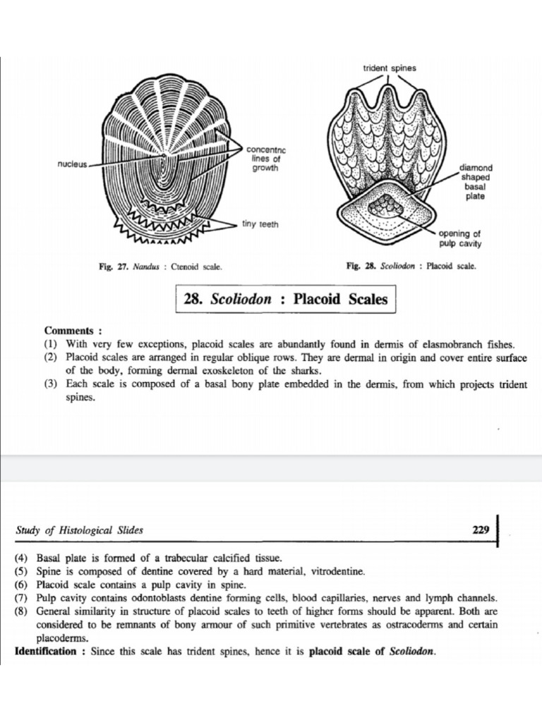 1626 - Placoid, Cycloid and Ctenoid Scales of Pisces | PDF