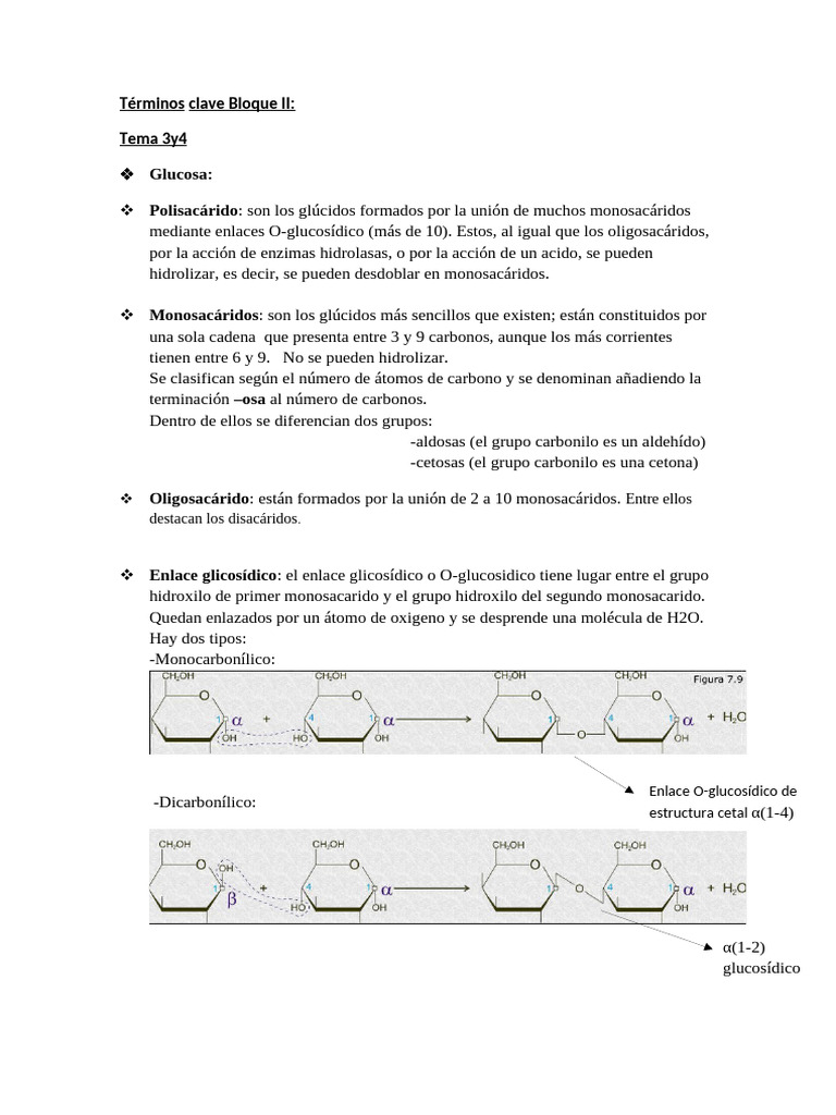 Glúcidos: Estructura y Metabolismo | PDF | Polisacárido | Carbohidratos