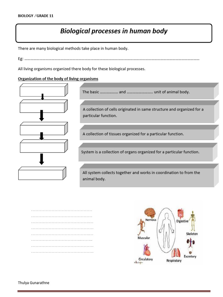 unit 6 tute | PDF | Nervous System | Nerve
