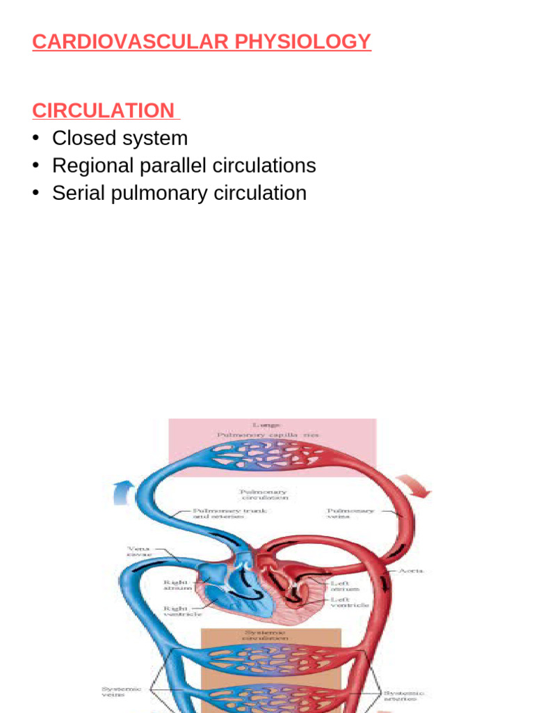 Cardiovascular Physiology 1 | PDF | Diastole | Heart Valve