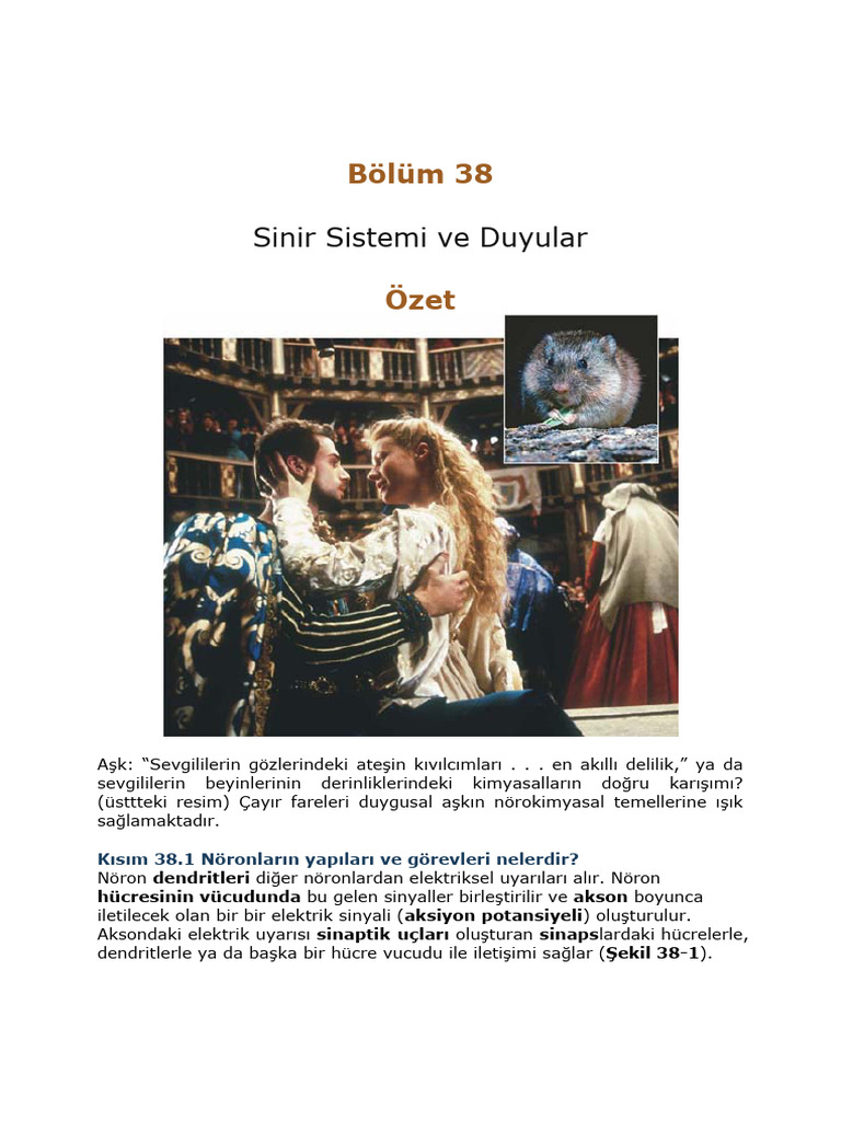 38-sinir sistemi-ozet | PDF