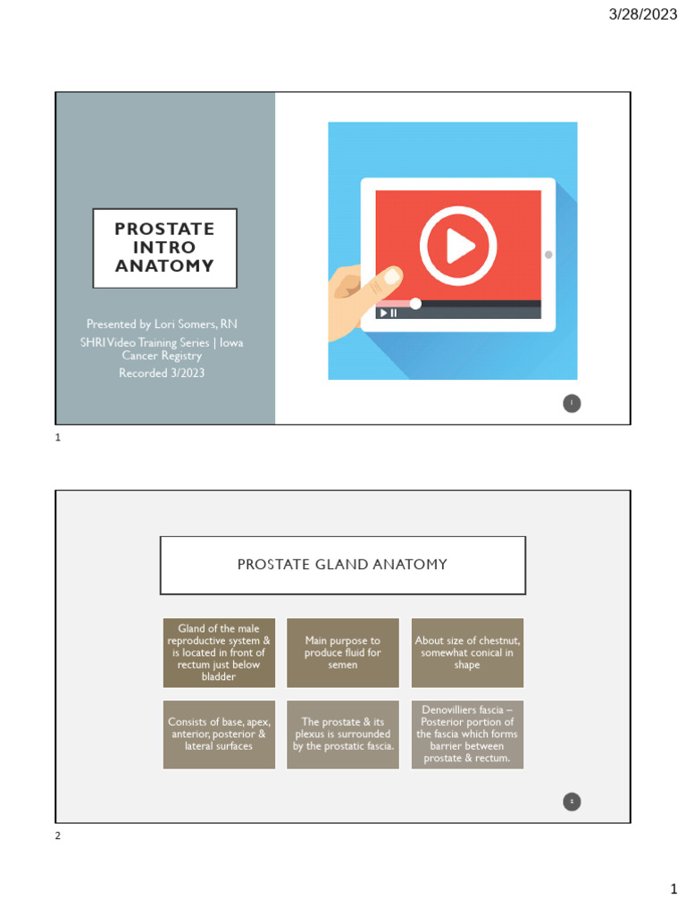 Prostate Anatomy and Cancer Overview | PDF | Prostate | Prostate ...