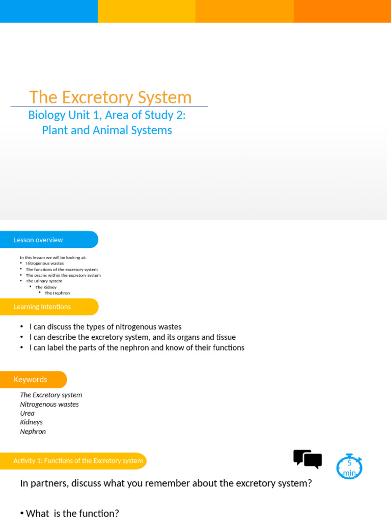 Overview of the Excretory System | PDF | Kidney | Urinary System