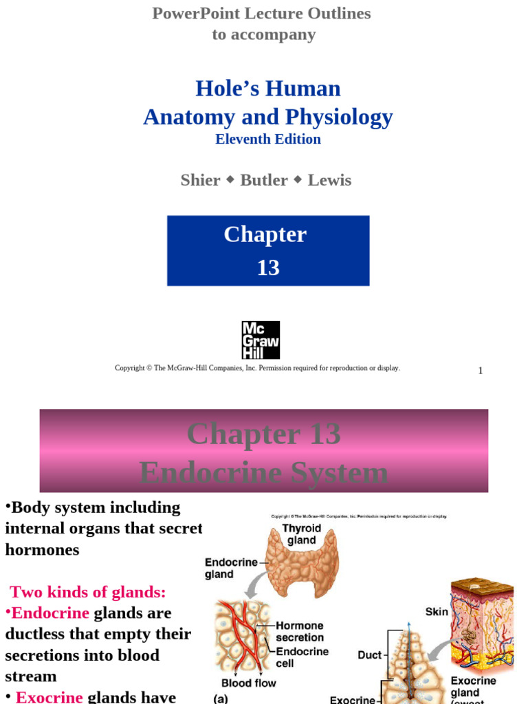 endocrine system | PDF | Adrenal Gland | Pituitary Gland