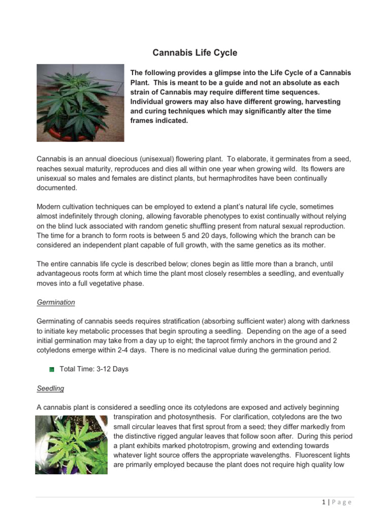 Cannabis Plant Life Cycle Guide | PDF | Germination | Seedling