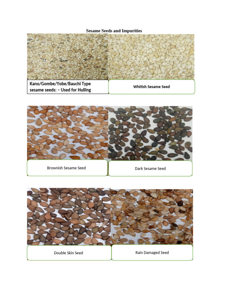 Sesame Seeds and Impurities | PDF