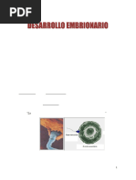 Origen Embrionario de Los Tejidos | PDF | Embrión | Biología del desarrollo