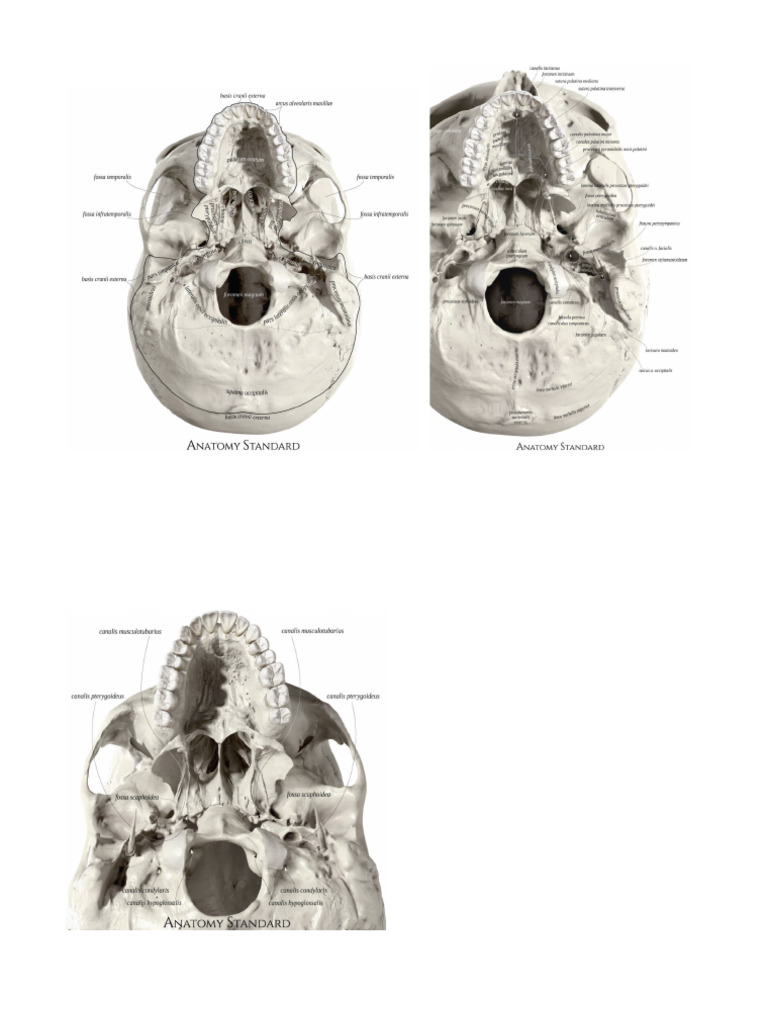 Basis Cranii Externa | PDF