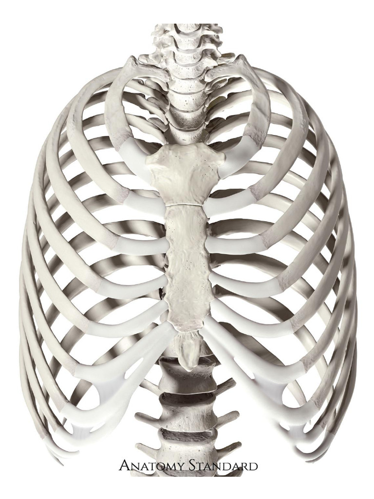 Грудна клітка Sternum | PDF