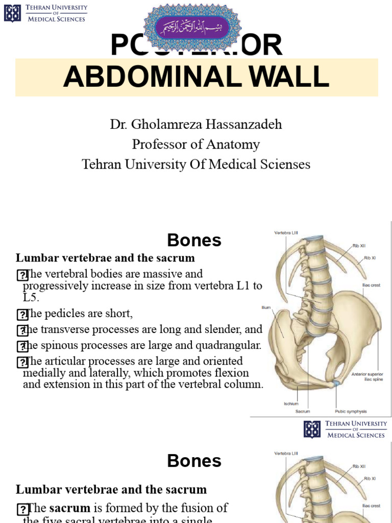 14 Posterior Abdominal Region | PDF | Vertebra | Pelvis