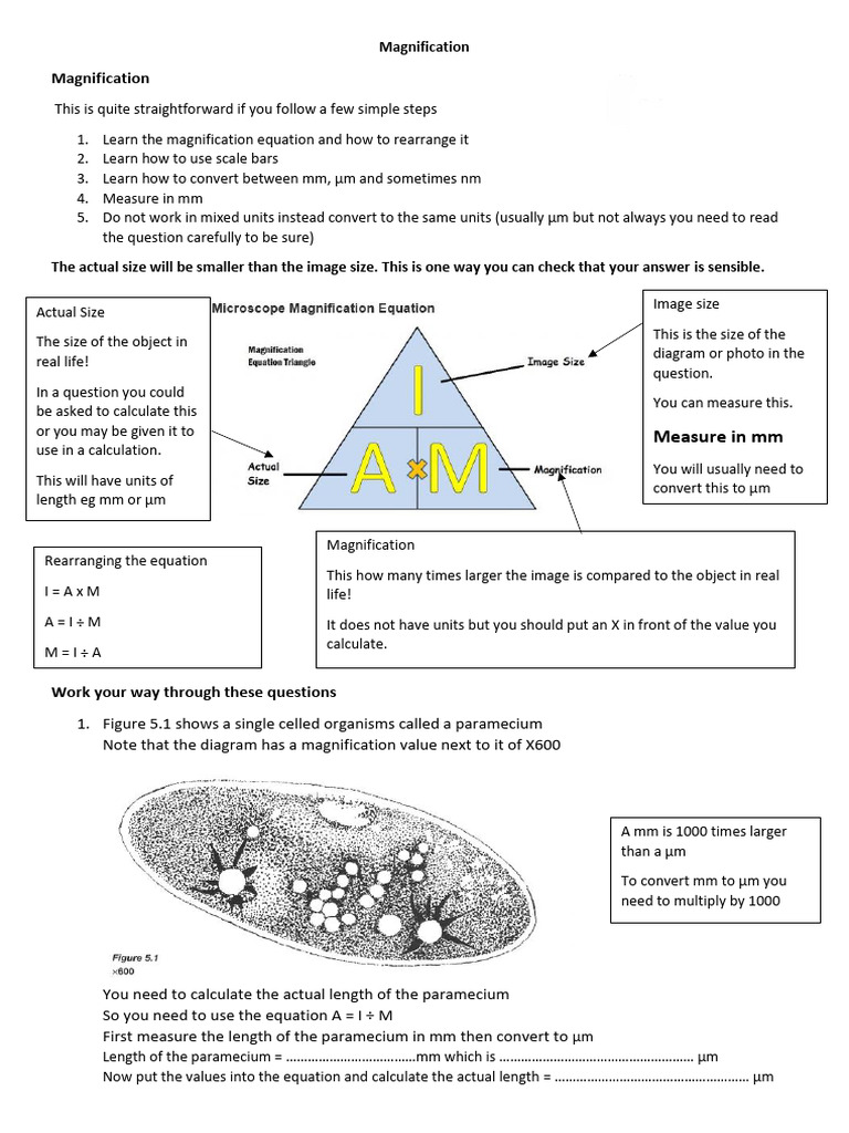 Magnification Worksheet 2 2 | PDF