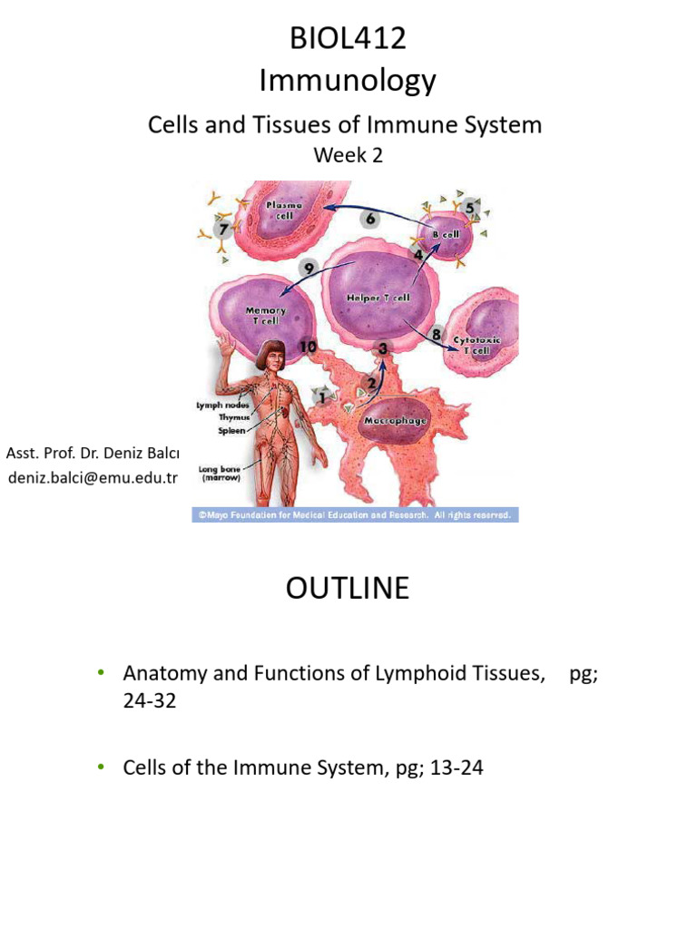 Cells and Tissues of Immune System | PDF | Lymph Node | Lymphatic System
