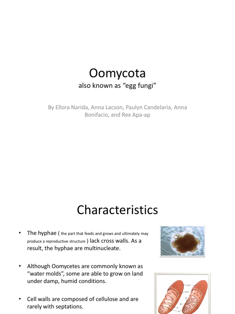 Oomycota | PDF
