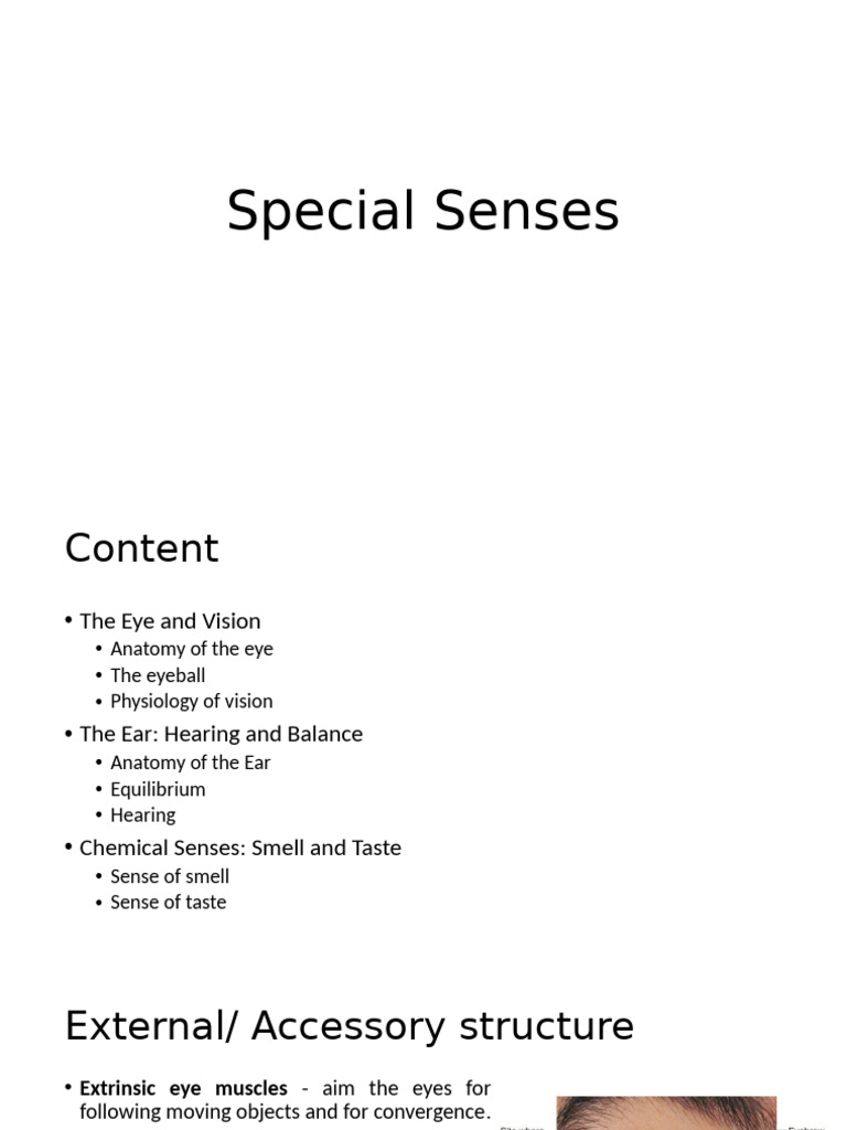 LESSON6 Special Senses | PDF | Ear | Human Eye