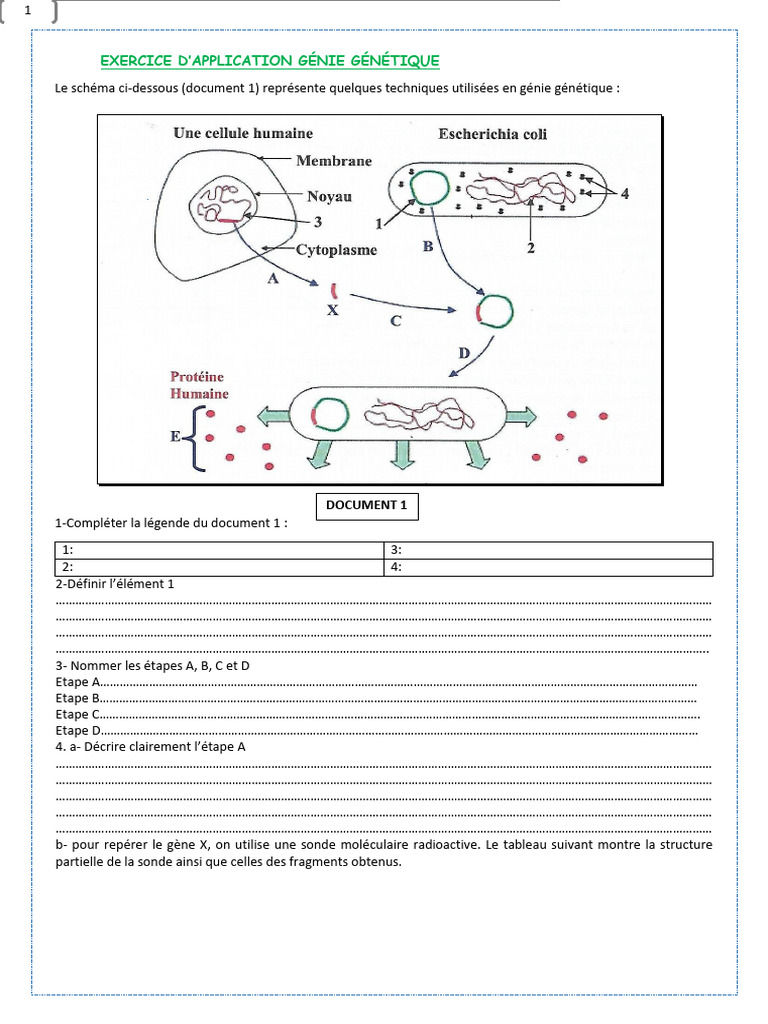 Exerfcice Génie Génétique | PDF