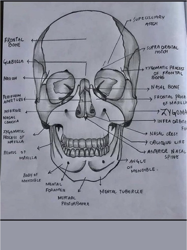 Uploads the Skull | PDF