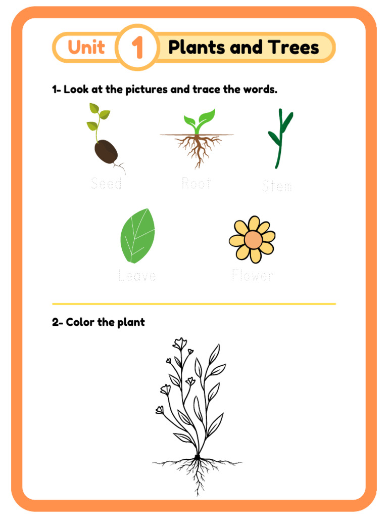 Plants Lesson For Kindergarten | PDF