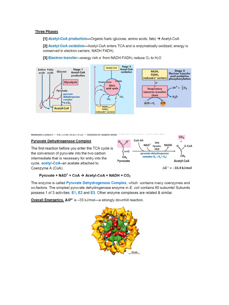 Link Reaction Enzymes and a Theory of TCA | PDF | Citric Acid Cycle | Chemistry