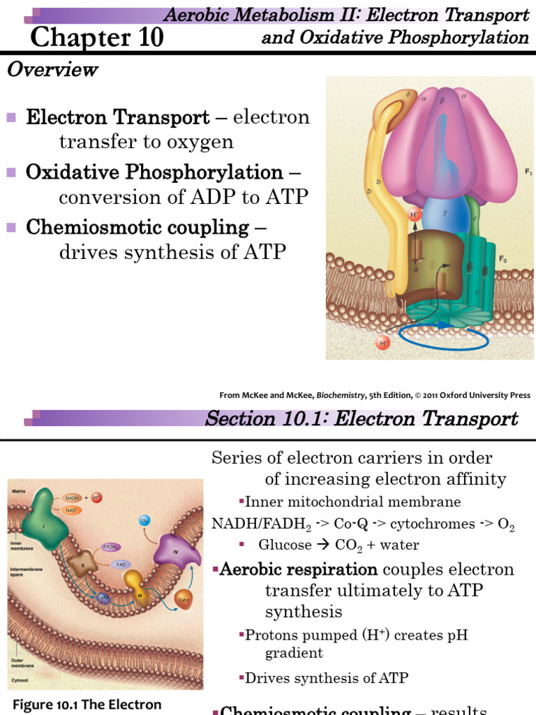 ETC Slides | PDF | Electron Transport Chain | Adenosine Triphosphate