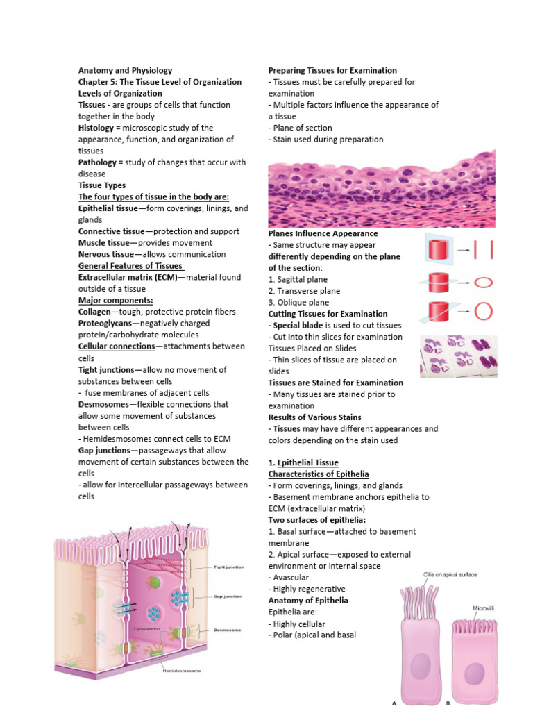 Anatomy and Physiology Lecture | PDF | Epithelium | Connective Tissue