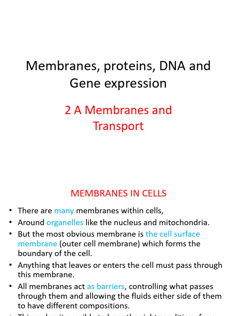 2A Membranes, proteins, DNA and Gene expression | PDF | Cell Membrane | Respiratory Tract