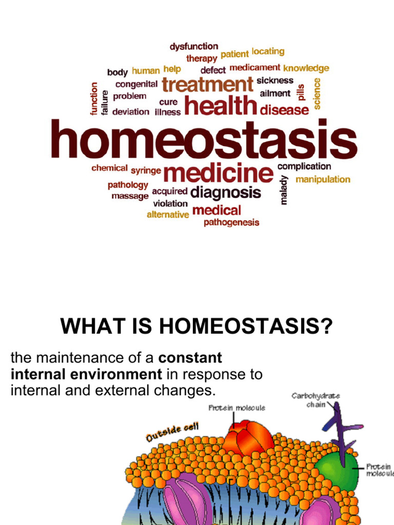 Homeostasis and Feedback Mechanisms | PDF