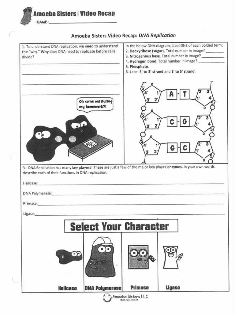 SHANNON SCHULTZ - amoeba sister DNA replication | PDF