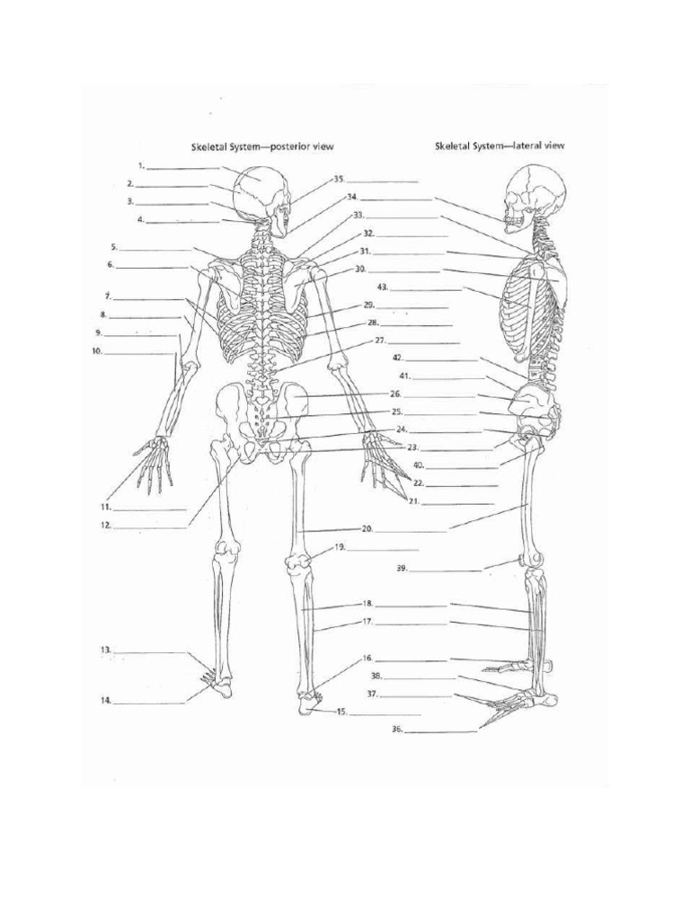 Label The Bones | PDF