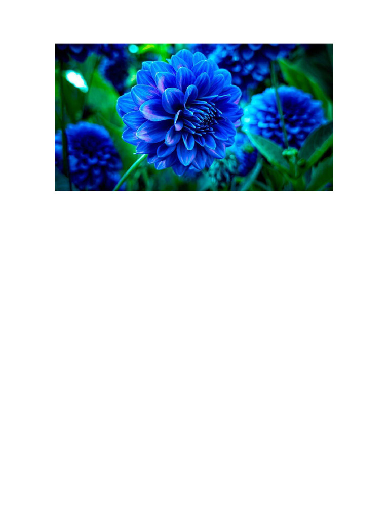 Flores Azules | PDF