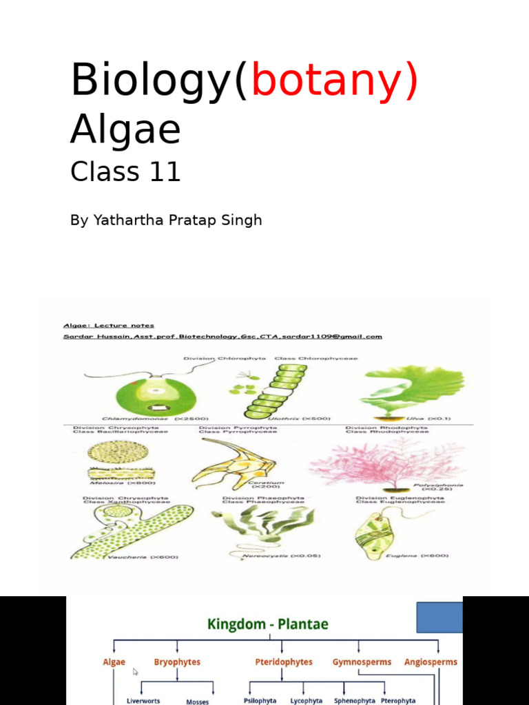 Algae | PDF