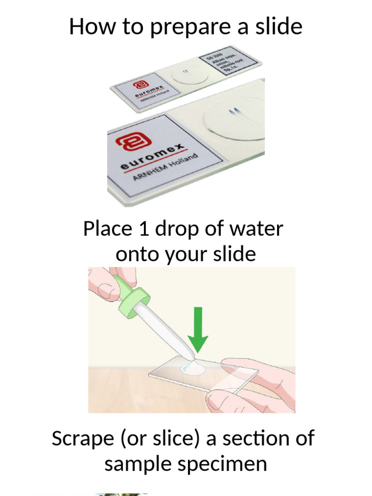 How To Prepare A Slide Onion Cheek Cells | PDF