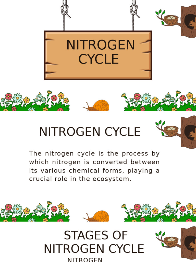 Understanding the Nitrogen Cycle | PDF