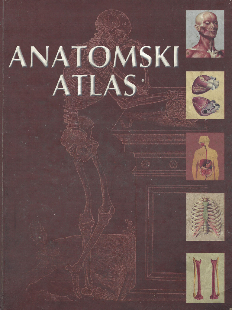 Anatomski Atlas | PDF