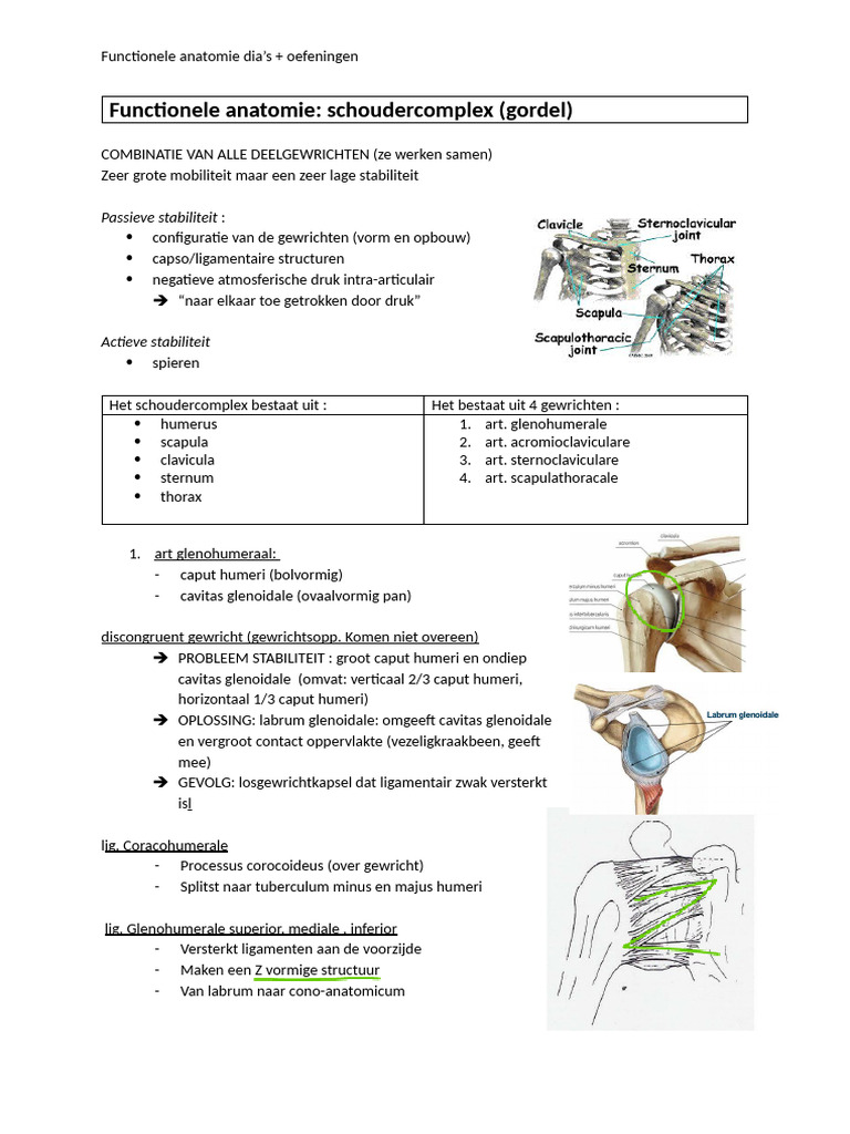 Schouder 1 Functionele Anatomie | PDF
