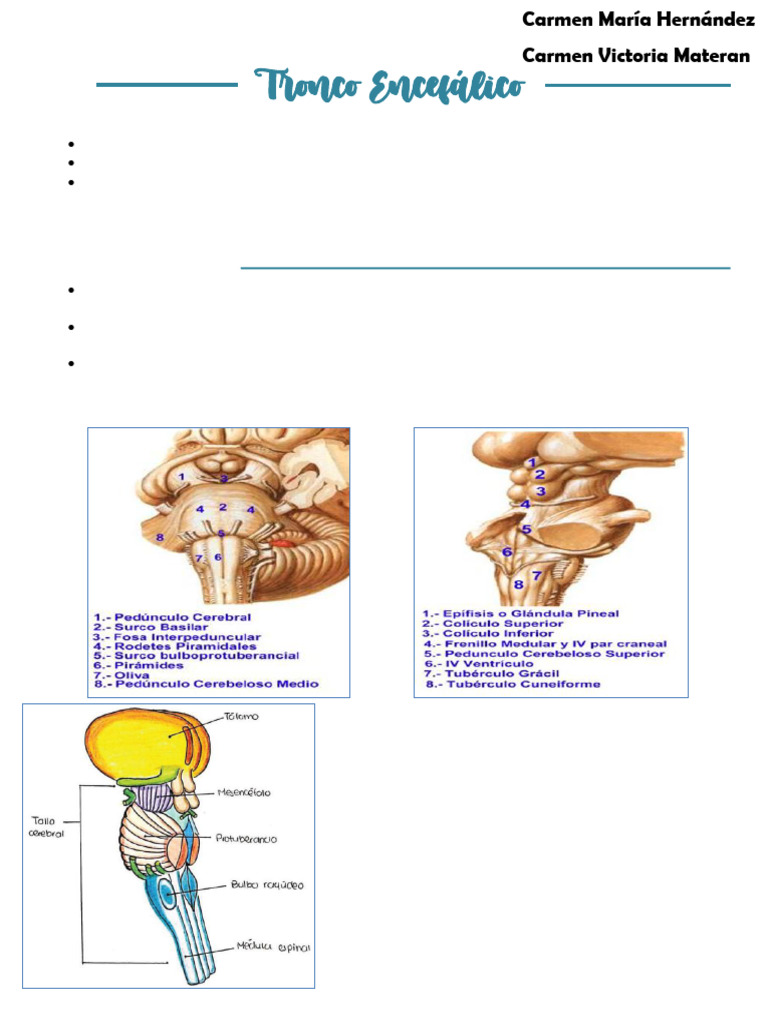 Guia Tronco Encefalico | PDF | Médula espinal | Cerebelo
