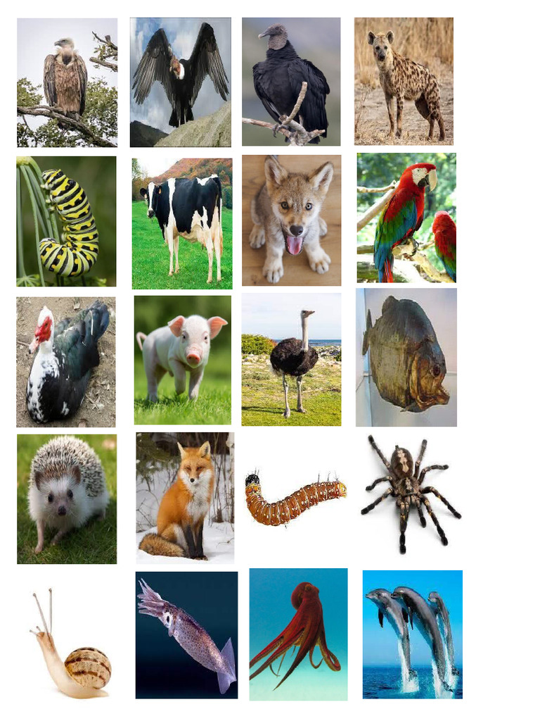 animales | PDF