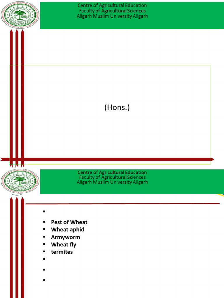 Major Wheat and Barley Pests Overview | PDF | Wheat | Pest (Organism)