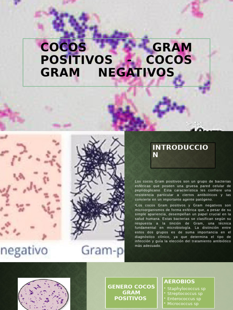 Cocos Gram Positivos y Negativos | PDF | Estreptococo | Staphylococcus ...