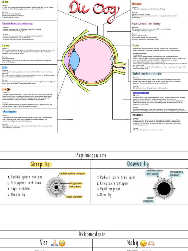 Lewens. Die Oog | PDF