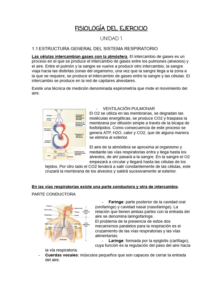 FISIOLOGÍA DEL EJERCICIO..docx | PDF | Vena | Sistema circulatorio