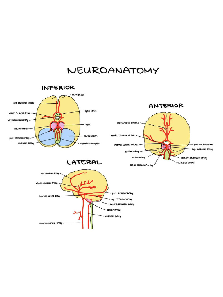Neuroanatomy | PDF